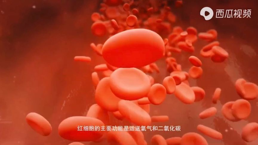 《健康科普--红细胞的作用》第三集