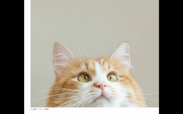 日系猫咪宠物摄影相册画册日文字体排版素材PSD模板