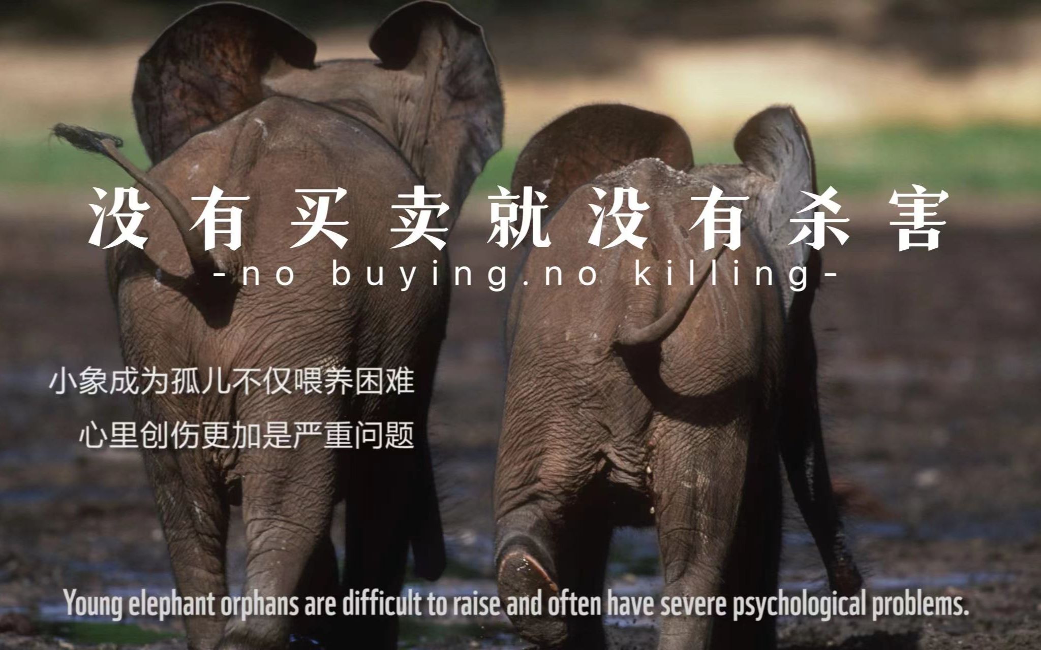 公益宣传片制作|没有买卖就没有杀戮,拒绝非法野生动物制品