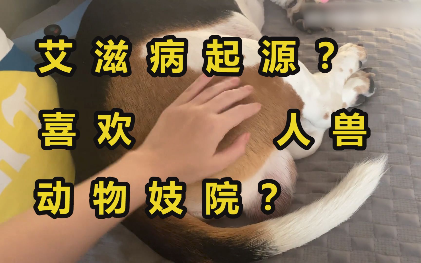 艾滋病起源?动物妓院?聊一聊从古至今人类对动物的特殊爱恋