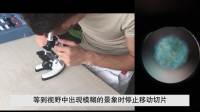 显微镜的基本使用方法