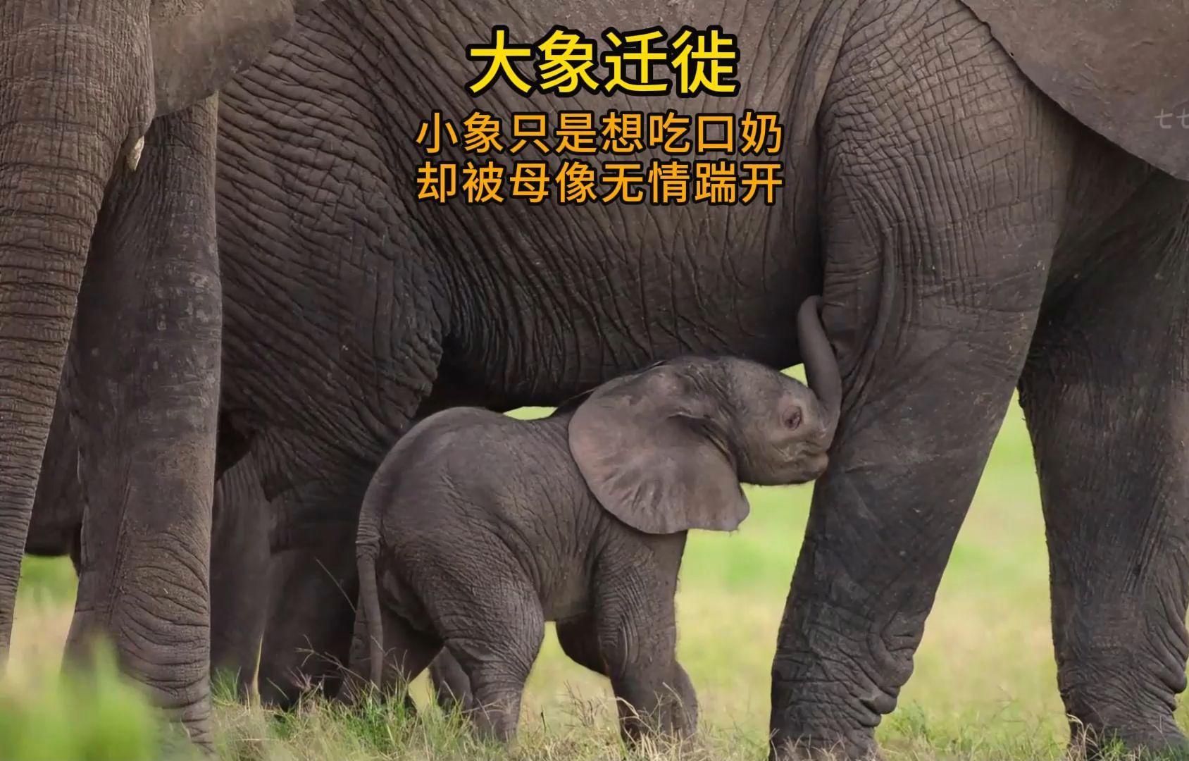 刚出生的小象就要面对大自然的严酷考验和生存的挑战