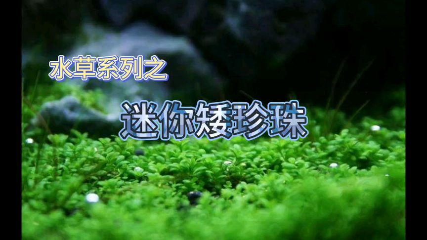 水草系列之---迷你矮珍珠