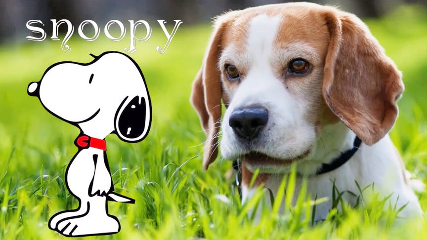 世界名犬,10大伴侣犬品种排行榜