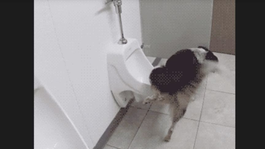 狗狗可以自己上厕所?还能冲马桶?