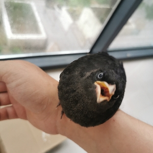 园长的小小鸟 