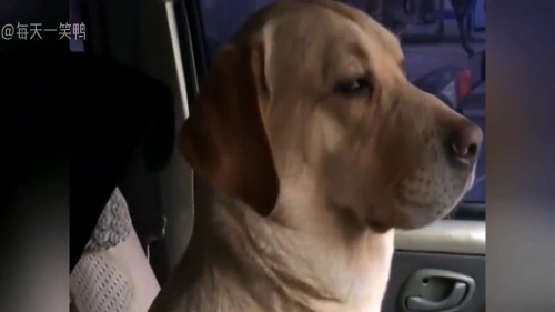 《笑喷了!狗狗搞笑瞬间大盘点》