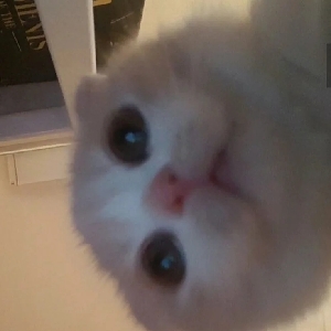 てやまもり 