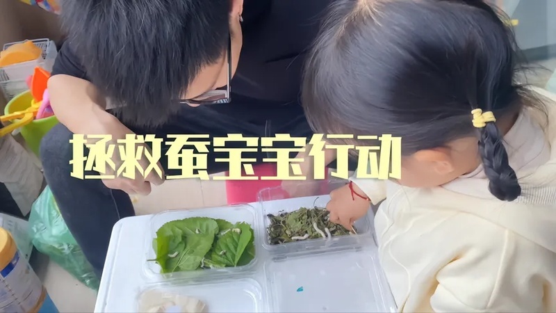 蚕只能吃桑叶老公的操作差点让蚕宝宝全军覆没,还好最后救回来