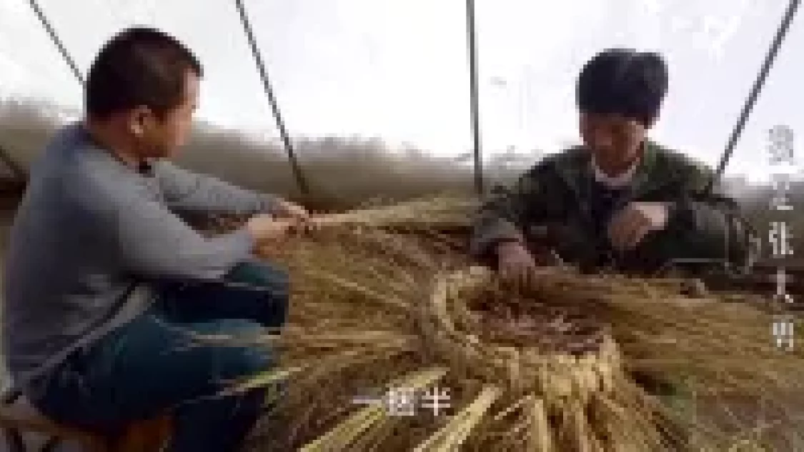 干稻草还能编鸡窝，又省钱又实用