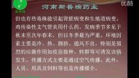 鸡传染性支气管炎用什么药