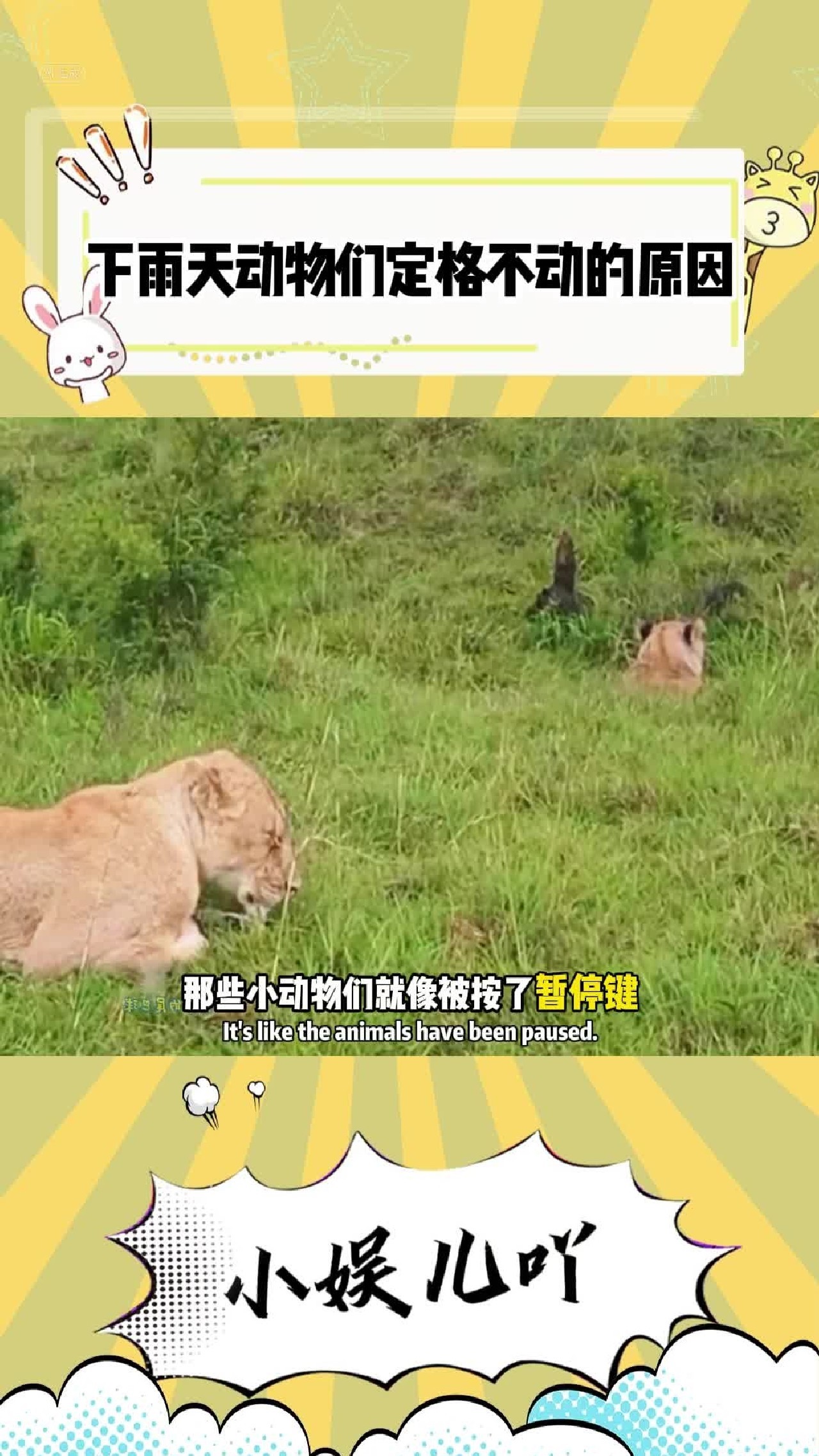 下雨天动物们定格不动的原因