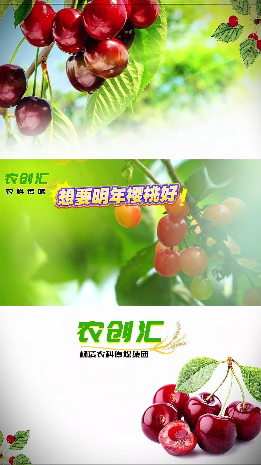 樱桃想高产,夏季施肥是关键!一起来看西北农林科技大学林学院蔡宇良...
