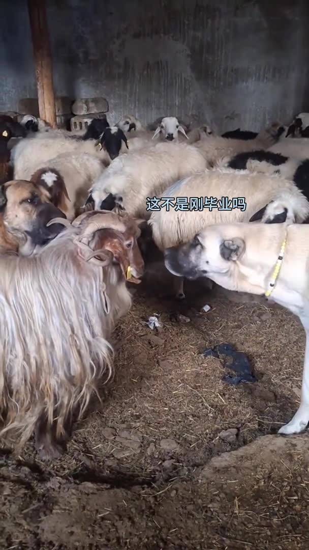 小狗来单位实习