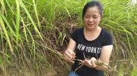 农村地里一种“茅草根”, 农民朋友爱吃, 姑娘用来煮水清凉又解渴