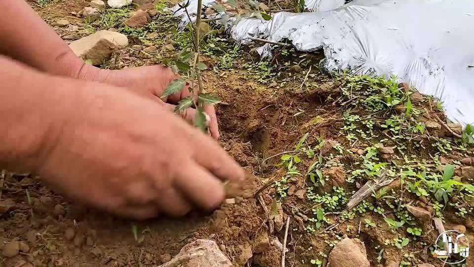 番茄苗的正确种植方法,快来看看吧