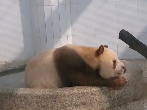 七仔泡澡不忘倒计时喝奶时间,他的生物钟超级准!巧克力棕色熊猫七仔...