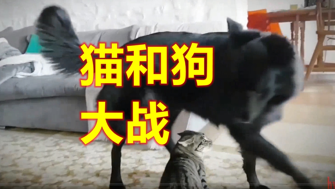 猫和狗大战#猫狗打架#搞笑视频#日常一起养#猫狗双全可爱视频