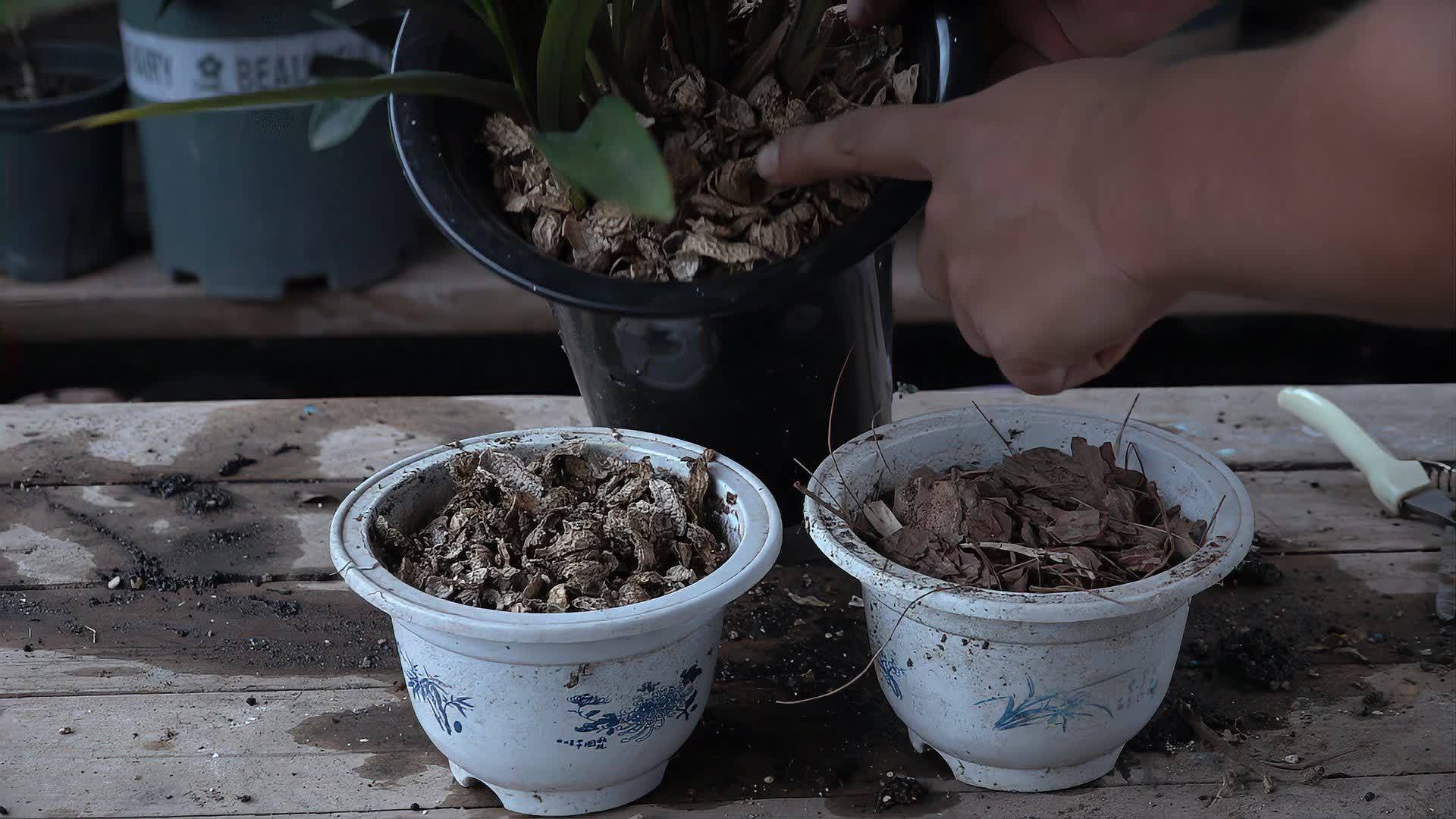 花生壳-松树皮,哪种植料
