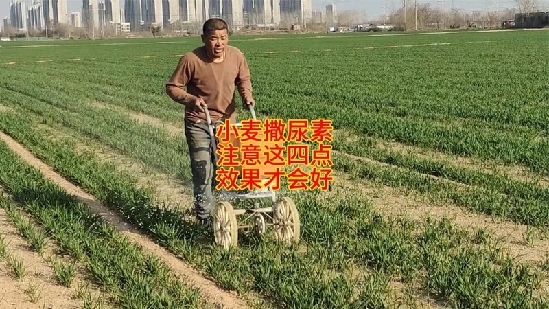 小麦撒尿素,注意这四点,效果才会好