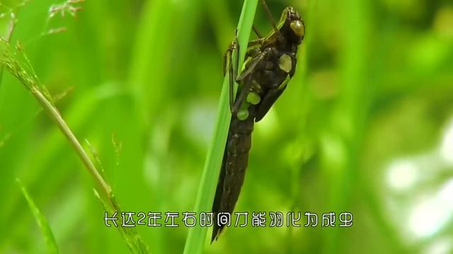 一只毛毛虫破茧成蝶全过程