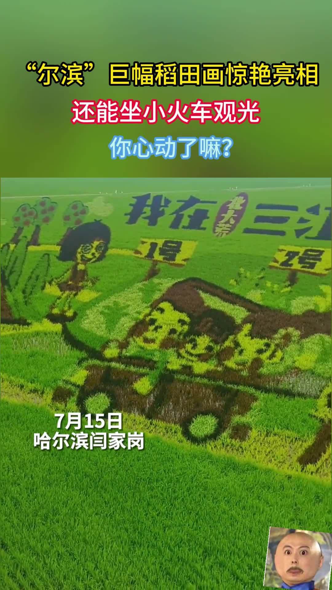"尔滨"巨幅稻田画惊艳亮相还能坐小火车观光