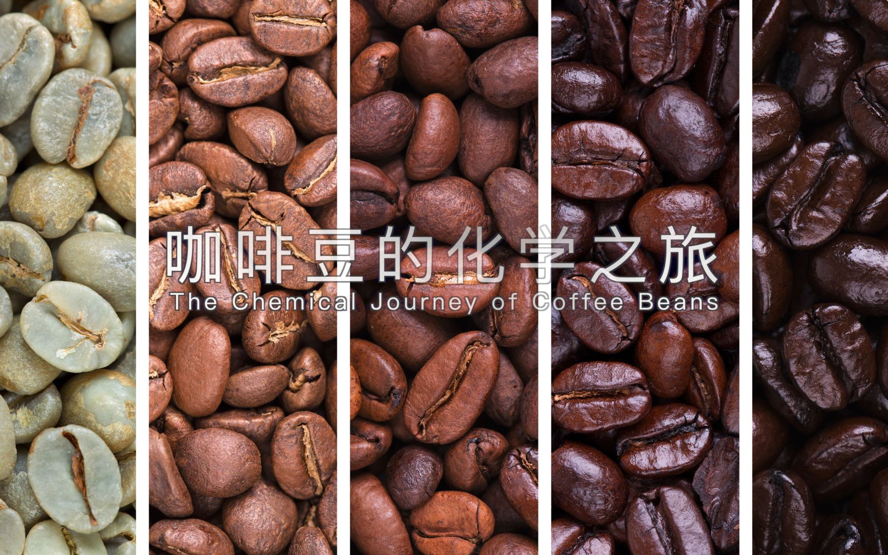 化学与生活 | 第五期 咖啡豆的化学之旅