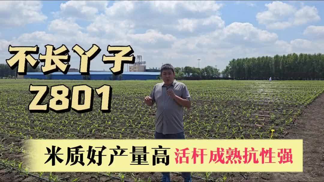 Z801玉米新品种,6省审定,不长丫子米质好,活杆成熟产量高