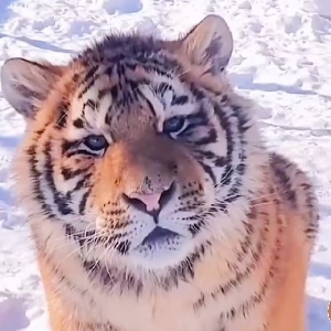 影x1119 