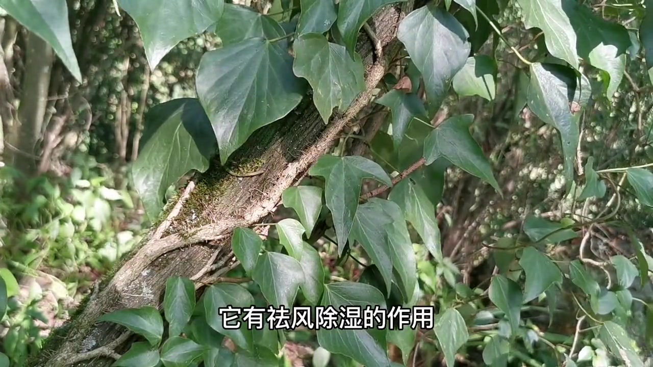 我们贵州有一种厉害的植物,老人们用它煮水泡脚,泡过感觉很舒服