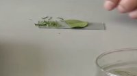 生物试题6 制作植物叶的临时切片