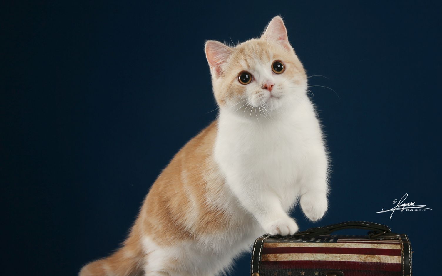 短腿/矮脚猫健康吗?曼基康|米努特超详细介绍,准备养小短腿的话一定...