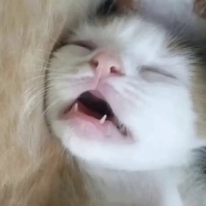 香蕉味铁剑 