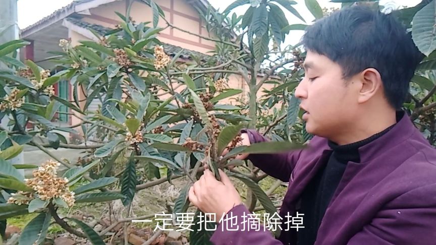 四川种植技术员,枇杷树冬季蔬花和蔬果,这样蔬才有利于果实更大