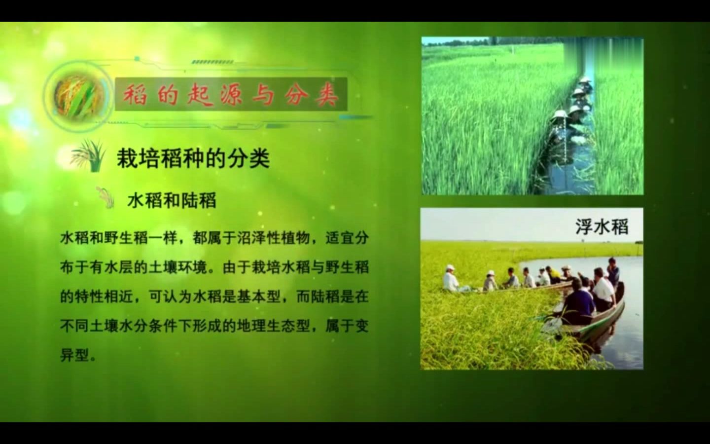 稻的起源与分类、水稻与陆稻、糯稻与粘稻(4分)