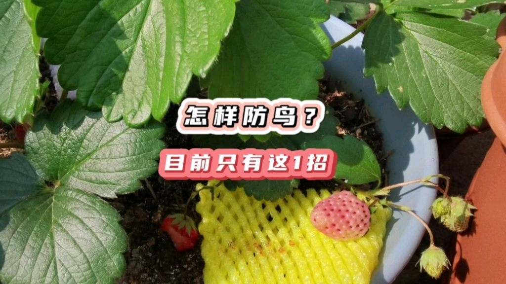怎样防范小鸟偷吃草莓蓝莓?这一招还挺管用