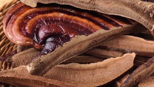 灵芝这样用血糖稳了药少了!糖友必看的3个关键用法