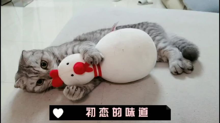 喵星人与咕咕鸡的故事#猫#宠物 #萌宠