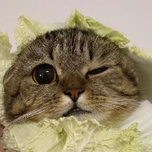 易易来啦 