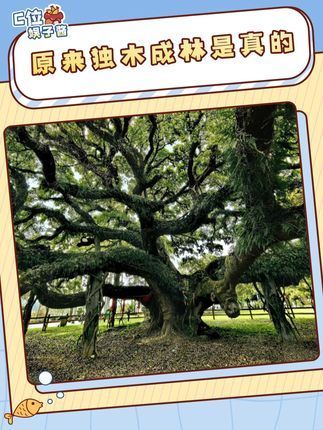 独木成林具象化了 #榕树 #鸟的天堂 #福州国家森林公园 #森林