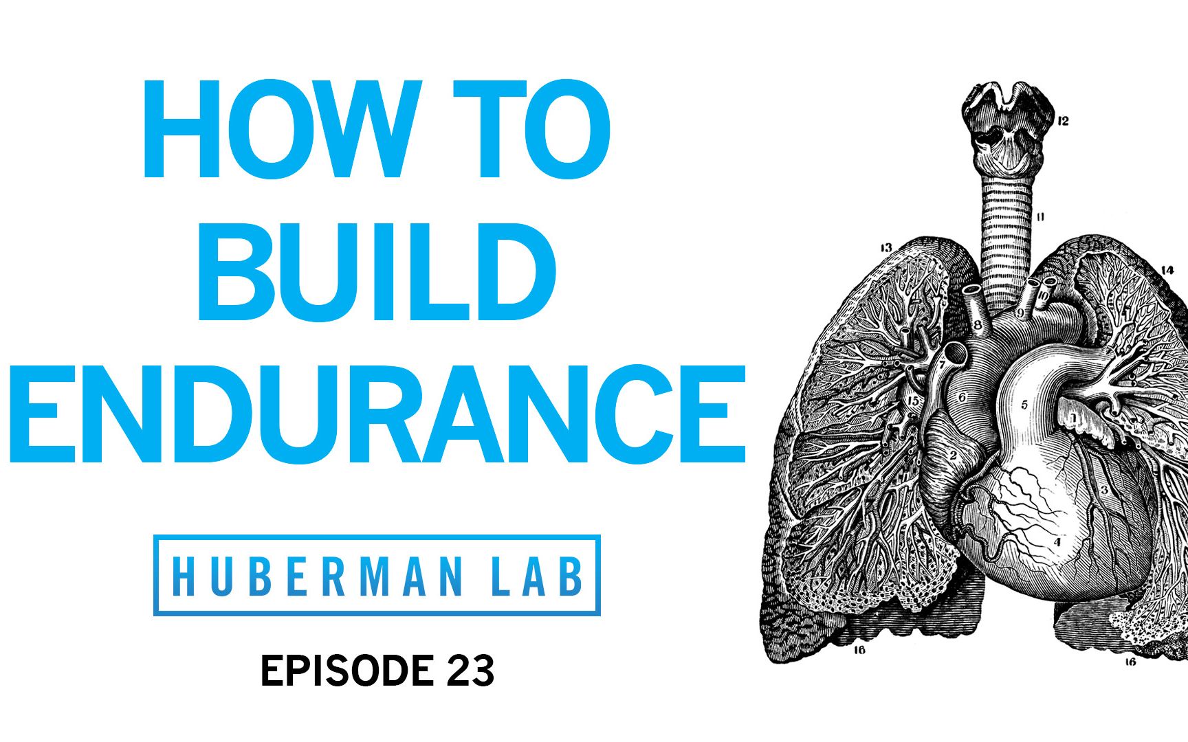 如何培养耐力【Huberman Lab Ep.23】
