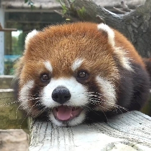 落葵_TYP 