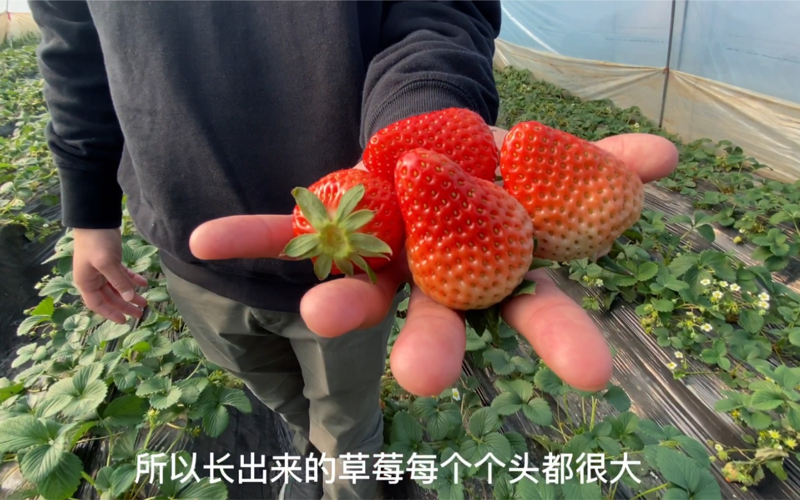 黑水虻的虫粪可以给农作物施肥 满足国家有机肥料标准之上