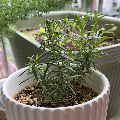 笑笑的菜园不够吃 