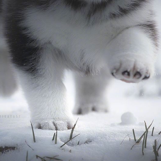 卡兹猛男 