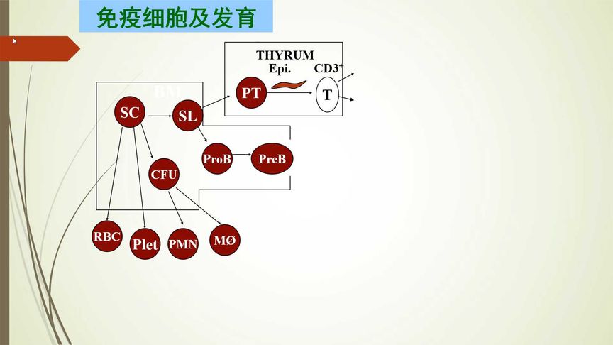 流式细胞术分析外周血淋巴细胞亚群在儿科的临床应用PPT