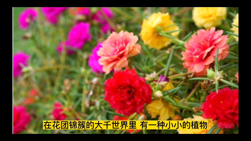 部编版语文三年级下册第一单元习作例文我的植物朋友《太阳花》