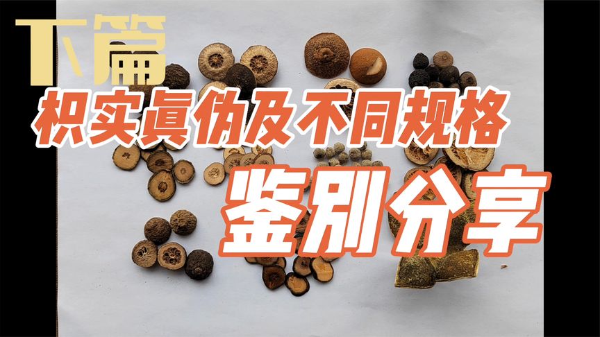 (下篇)中药枳实的前世今生、真伪及不同规格鉴别分享