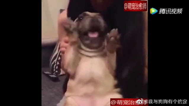年度狗狗搞笑视频集锦!