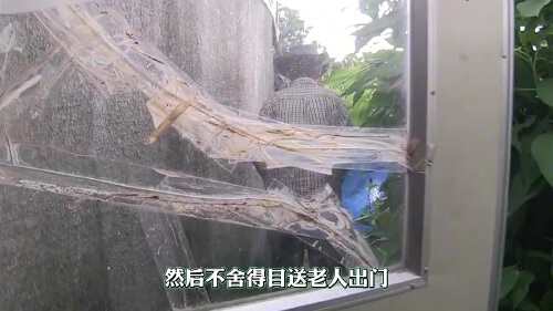 残疾狗狗与老人相依为命,热心人为他们搭建温馨小屋